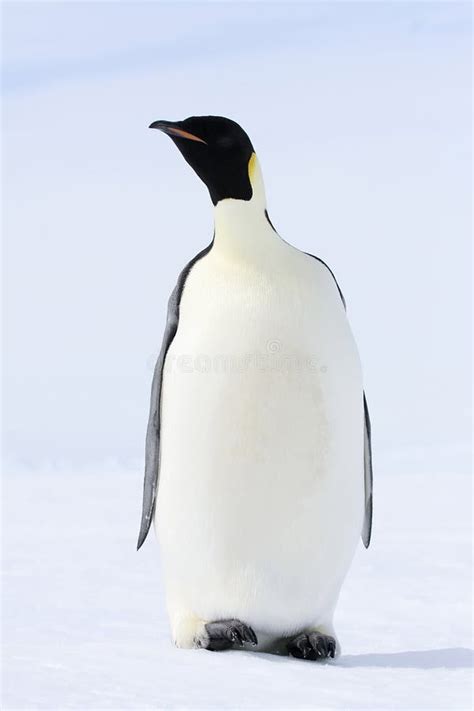 Kaiser Pinguin Aptenodytes Forsteri Stockbild Bild Von Antarktik