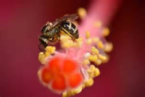 How Insects Can Boost Your Health