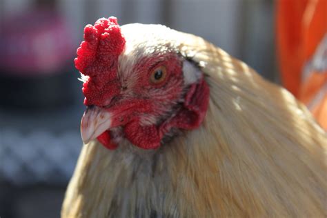 Dyno Backyard Chickens Learn How To Raise Chickens