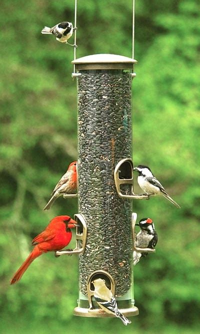 Wild Bird Feeding Basics Copley Feed