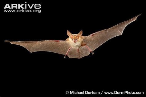 Pallid Bat Alchetron The Free Social Encyclopedia