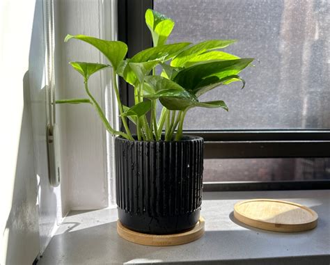 🌡 What Is A Good Temperature Range For My Golden Pothos