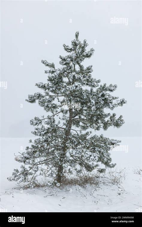 Scots Pine Pinus Sylvestris In Heavy Snow In Mecosta County Michigan