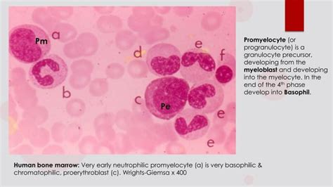 Monophyletic Theory Of Hematopoiesis Stem Cells Pptx