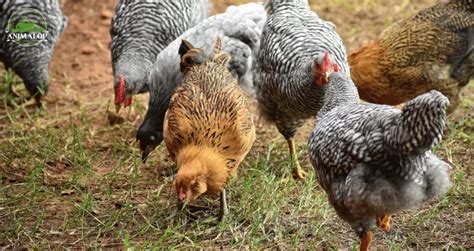 When Do Chickens Stop Laying Eggs Animalop