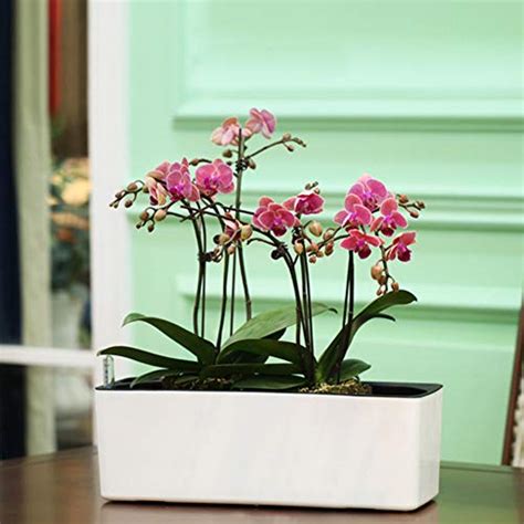 Orchidee Fensterbank Die 15 Besten Produkte Im Vergleich