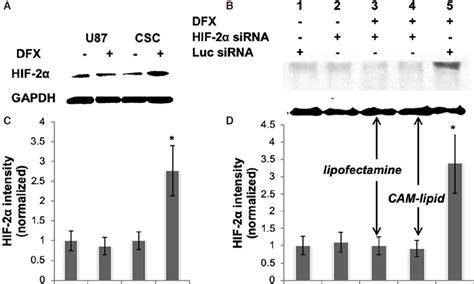 A B Hif 2α Expression In Cscs Representative Immunoblots Of Whole