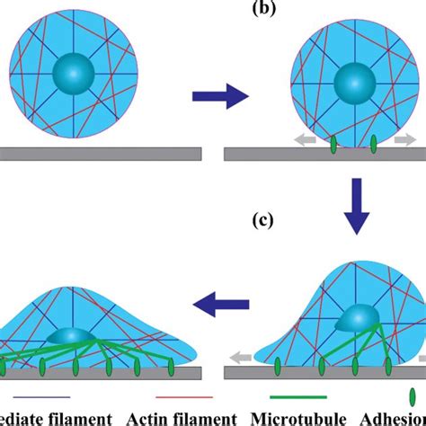 Schematic Of Cell Morphogenesis Observed As The Cell Shifted From Its