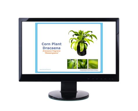 Floriculture Id Powerpoint Downloads One Less Thing