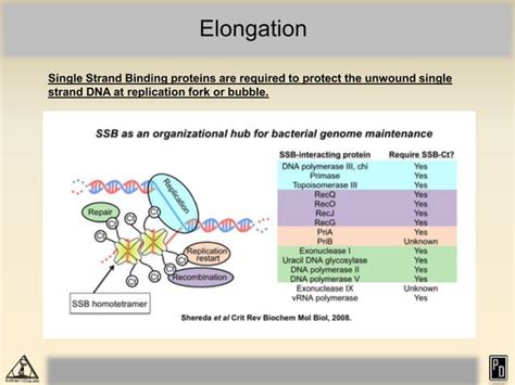1768816628dna Replication In Eukaryotespdf