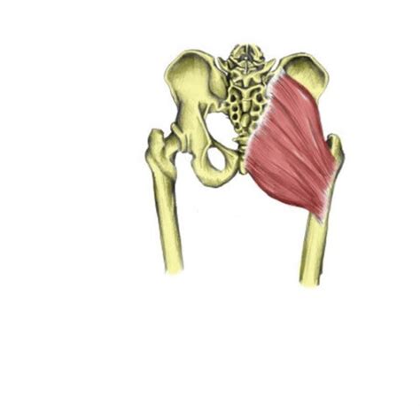 Anatomy Physiology Lab Practical Terms Definitions Flashcards