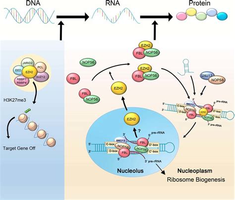 Model Of The Implication Of Ezh2 In Control Of Gene Expression Ezh2 Download Scientific Diagram