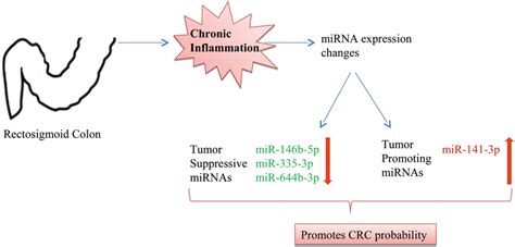 Increased Probability Of CRC Development In Rectosigmoid Region Of CRC Download Scientific