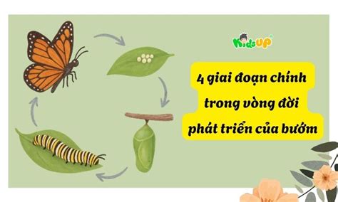 Vòng đời Phát Triển Của Bướm Từ Trứng Đến Khi Bay Lượn