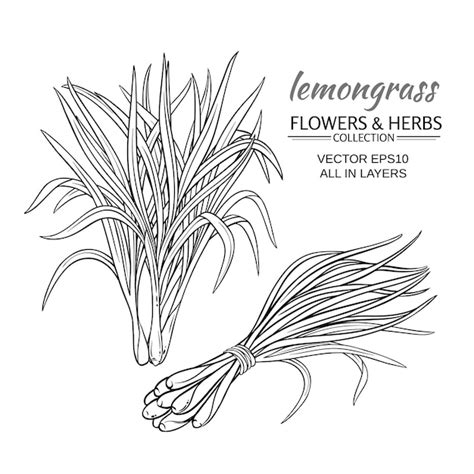 Lemongrass Vectors And Illustrations For Free Download Freepik