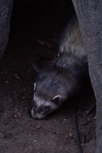 Ferret Female Exploring Natural Tree Holes And Places In Park Stock