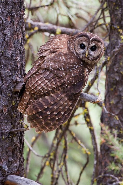 Northern Spotted Owl In Its Natural Habitat
