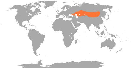 Bactrian Camel Wikipedia