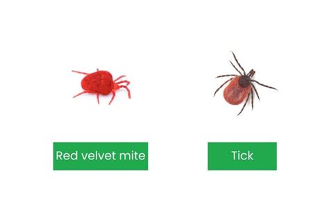 Tiny Red Ticks Identification And Control Tips