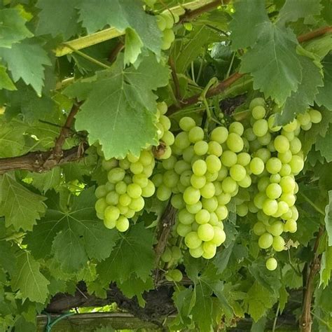Vigne Vitis Vinifera Excelsior 120 Cm Achats Avantageux Sur