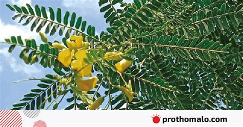 বিরল গাছ জয়ন্তী প্রথম আলো