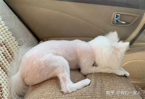 再次警告！不要把狗狗毛发剃光，你根本不知道危害有多大 知乎