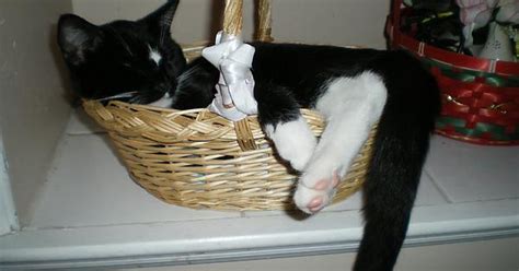 Tuxie Bed Size Comparison From Kitten To Adult Album On Imgur