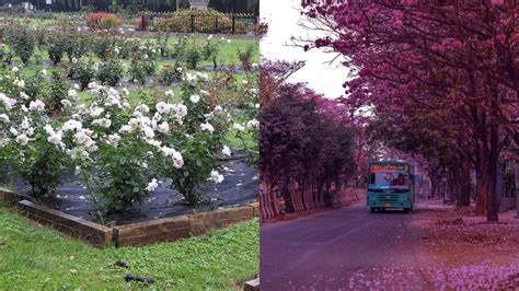 Ever Wondered How Bengaluru Came To Be The ‘garden City Of India Here
