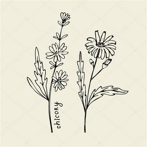 Achicoria Rama De Ramita Succory Fragante Planta Dibujada A Mano Con Hojas Y Flores Hierba