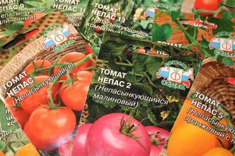 Низкорослые томаты для открытого грунта без пасынкования