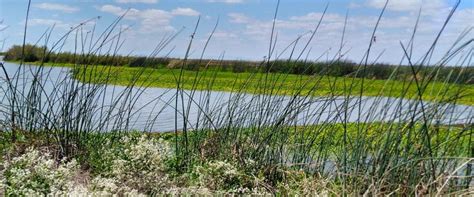 Simulating Methylmercury Production And Transport At The Sediment‐water