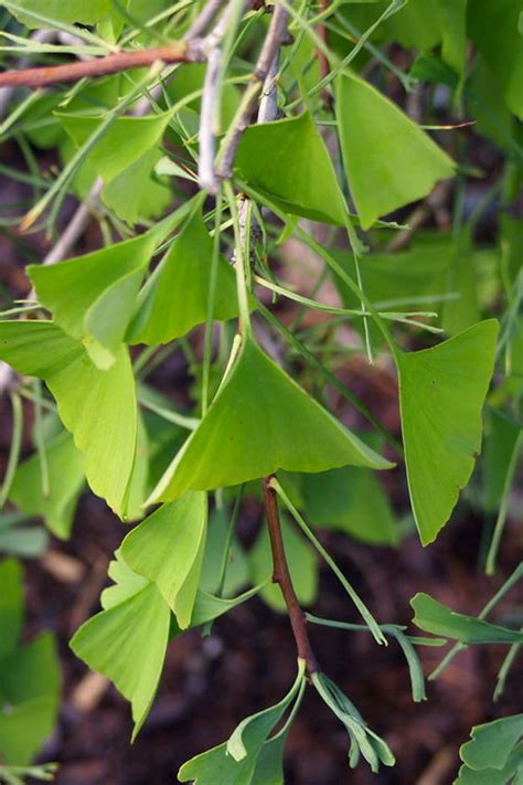 Buy Weeping Wonder Ginkgo Tree Free Shipping Wilson Bros Gardens