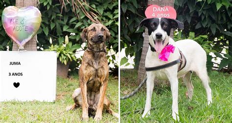 Abrigo Municipal de Sorocaba lança campanha de adoção de seus cães e gatos