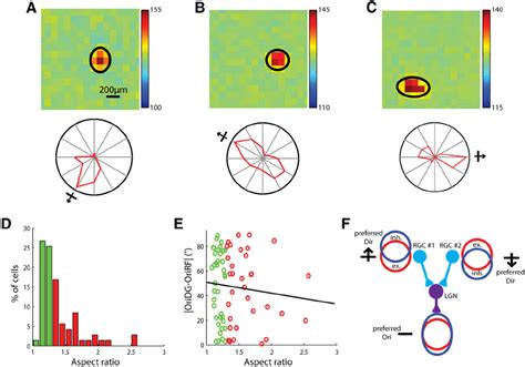 Receptive Field Structure Of Orientation Axis Selective Rgcs A C