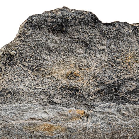 Carboniferous Fossil Plant 5 59 Lepidodendron Collectible Specimen