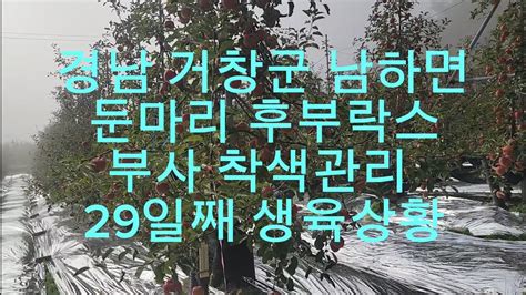 경남거창군남하면둔마리후부락스부사착색관29일째생육상황 241103일경남거창남하둔마후부락스부사 효과비교실험 손범규농합농법 농합색깔박사세트2회살포 상담