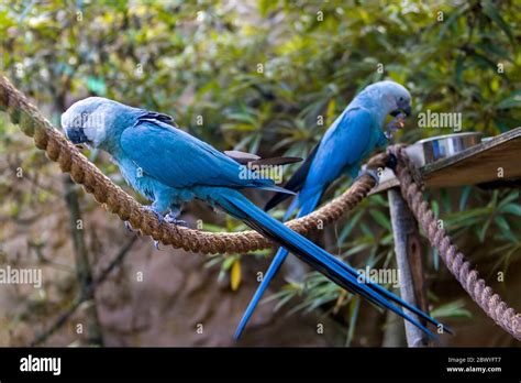 The Spixs Macaw Is A Macaw Native To Brazil The Bird Is A Medium Size