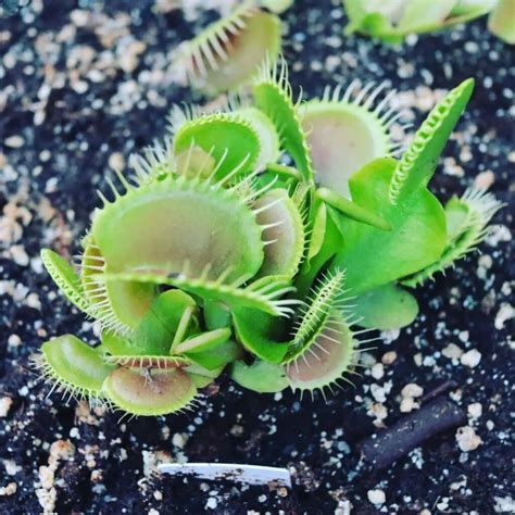 All About Heterotroph Plant Definition Types Examples