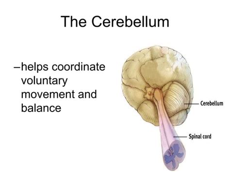 Physiology Of Cerebral Cortex Cerbral Cortexppt