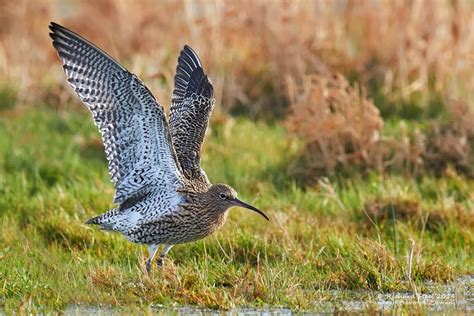 Wildlife Photographic Journals Feathered Selection Box Wildlife Photographic Journals Feathered Selection Box