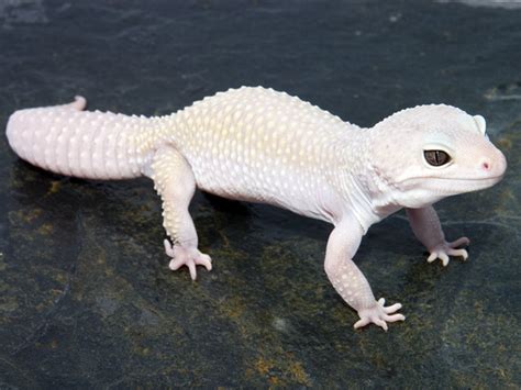 Leopard Gecko Video Eating