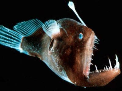 Poisson Lanterne Habitat Abyssal Bioluminescence Régime Alimentaire