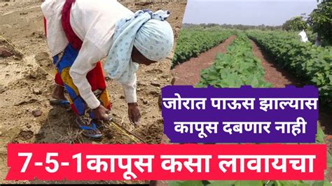 जोराचा पाऊस झाला कापूस दबणार नाही कापूस लागवड कशी करावी घ्या ही काळजी