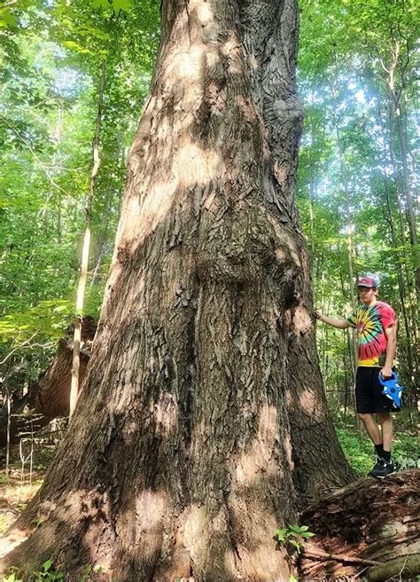 Big Trees Ohio Big Trees Ohio Added A New Photo