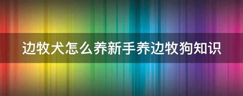 边牧犬怎么养新手养边牧狗知识 业百科