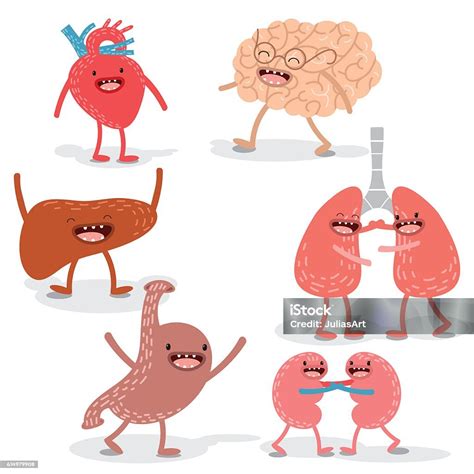 벡터 만화 인간의 해부학 건강한 간 심장 세트 과학에 대한 스톡 벡터 아트 및 기타 이미지 과학 귀여운 그리기 Istock