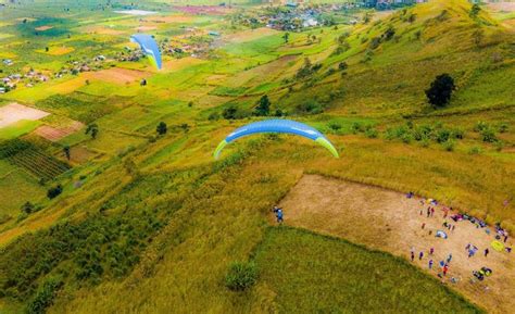 Bay Lượn Trên đỉnh Núi Lửa Mê Mẩn Thung Lũng Dã Quỳ Vàng Rực ở Gia Lai
