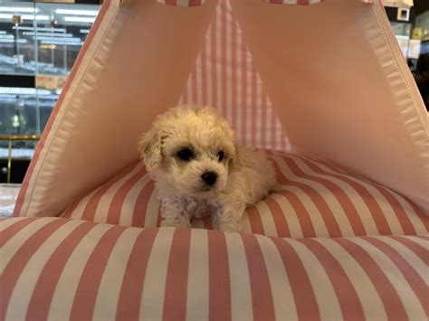 비숑프리제 오 하이랜드폴드책임분양 애완견책임분양 반려견책임분양 소형견키우는방법 중형견키우는방법 대형견키우는방법 미니비숑프리제키우는방법 토이푸들키우는방법 골든리트리버키우는방법