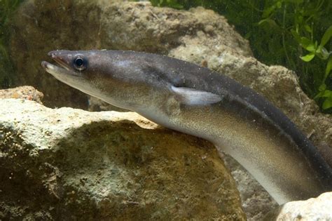 Is There Time To Save The River Frome — Steph Into Nature