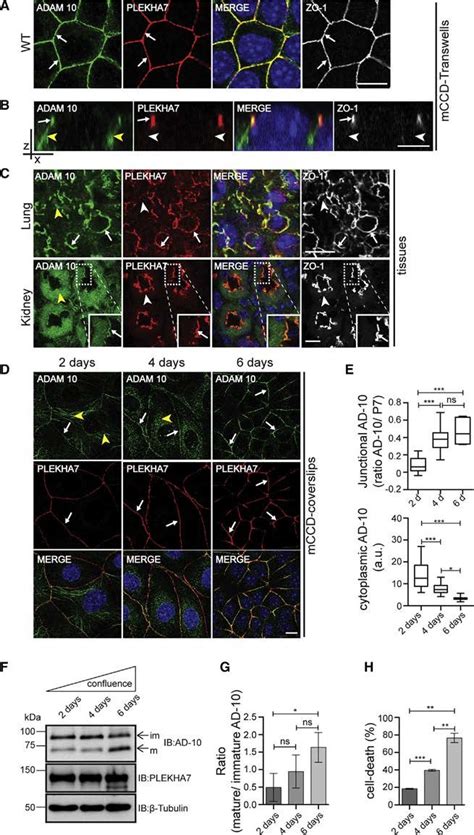 Junctional Clustering Of Adam10 Correlates With Cell Density Adam10